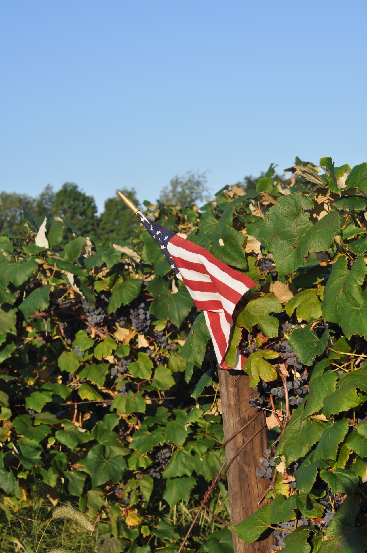 Grape and Wine Fest coming to Westfield this weekend | News, Sports ...